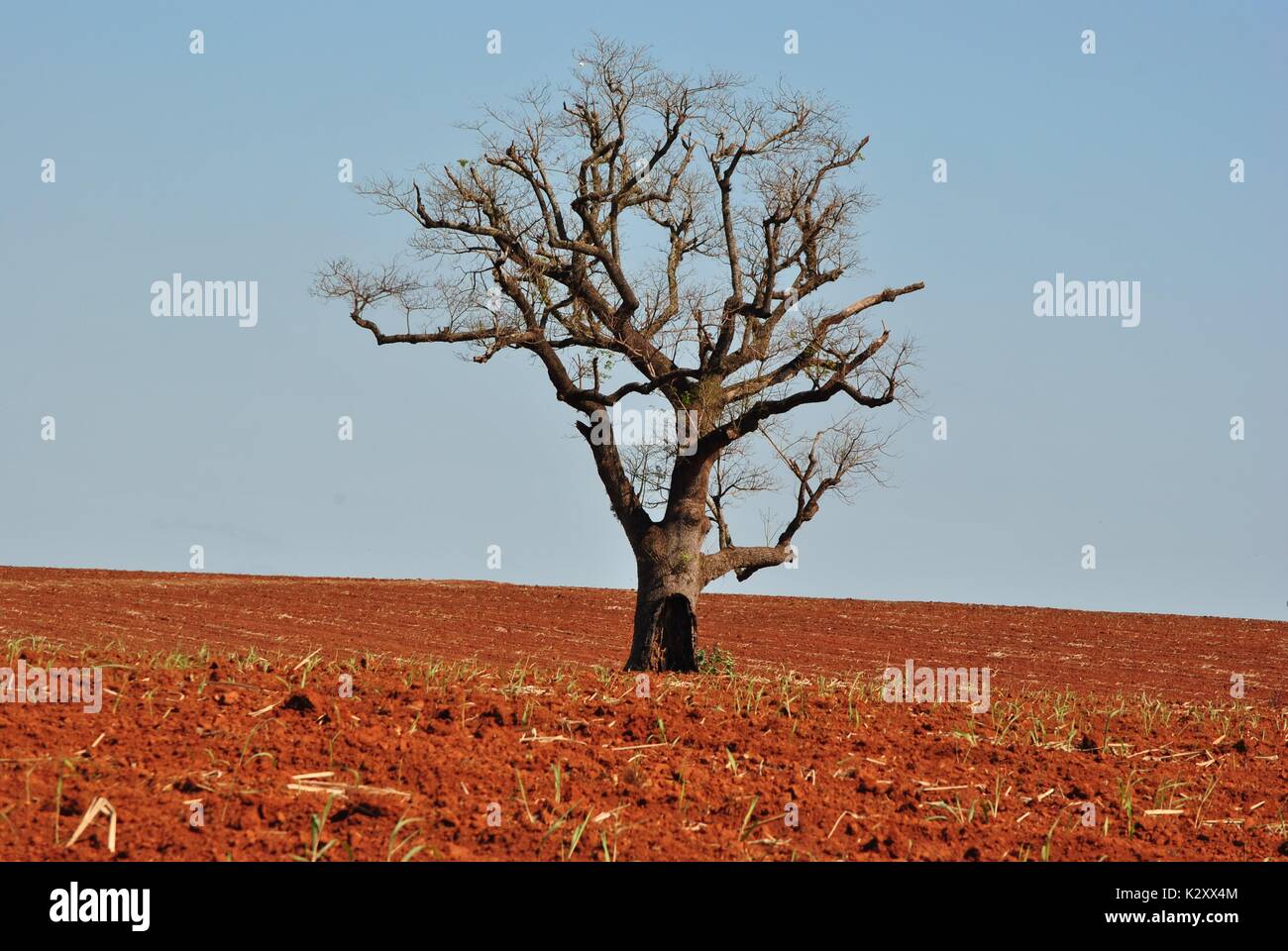 the lonely tree Stock Photo - Alamy