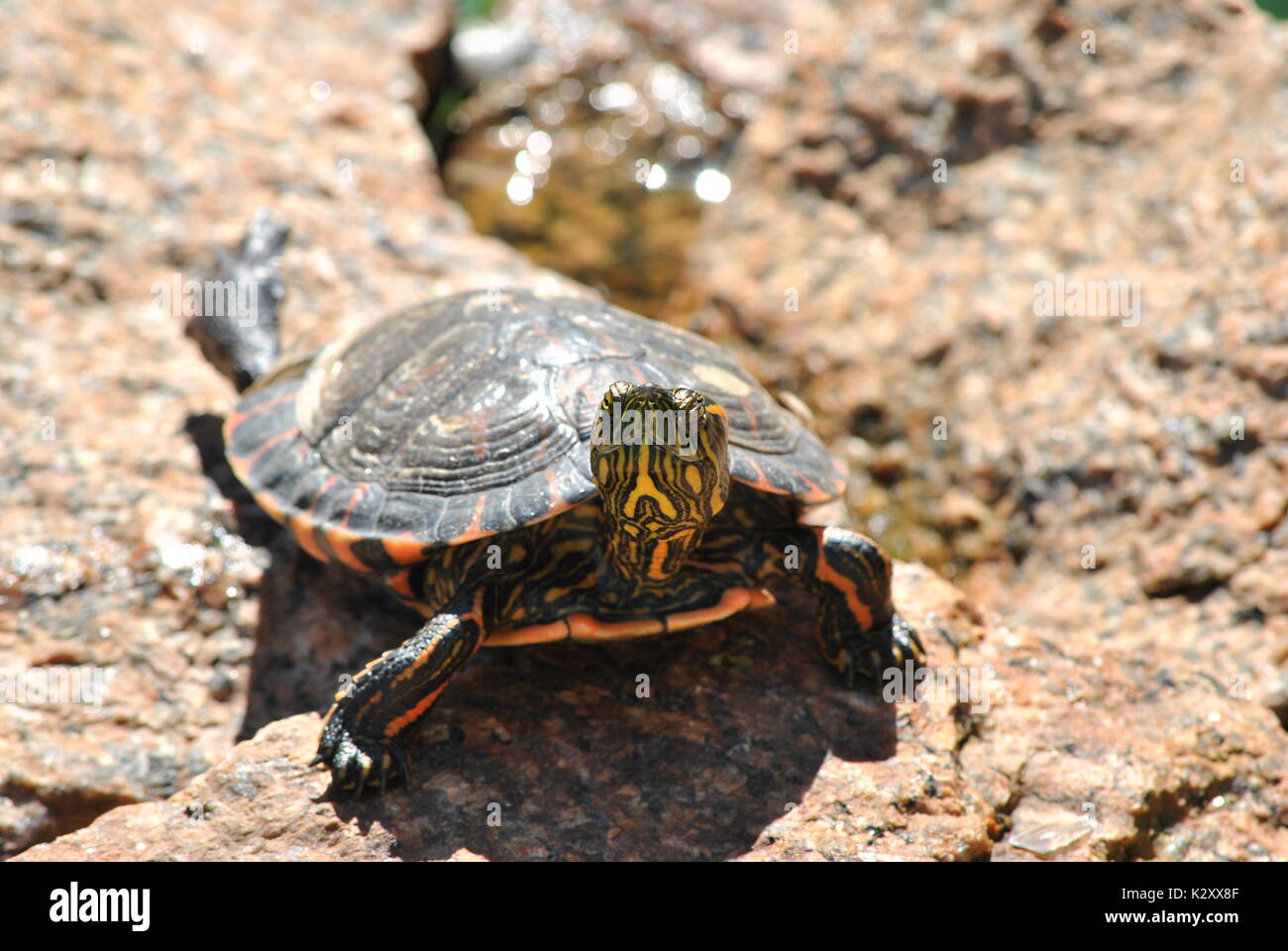the little turtle is quiet near the water Stock Photo - Alamy