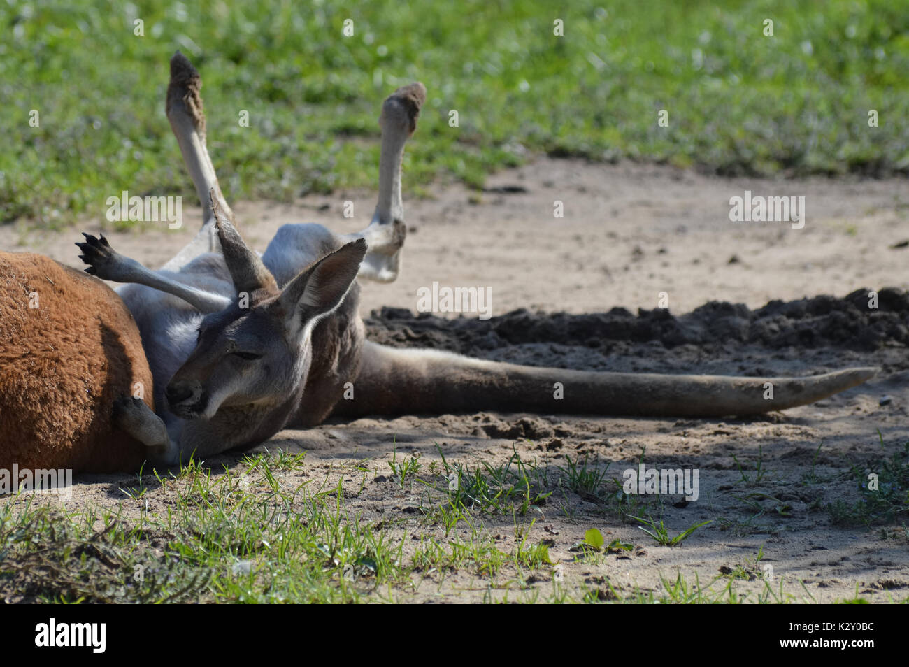 Kangaroo in the outdoors Stock Photo - Alamy
