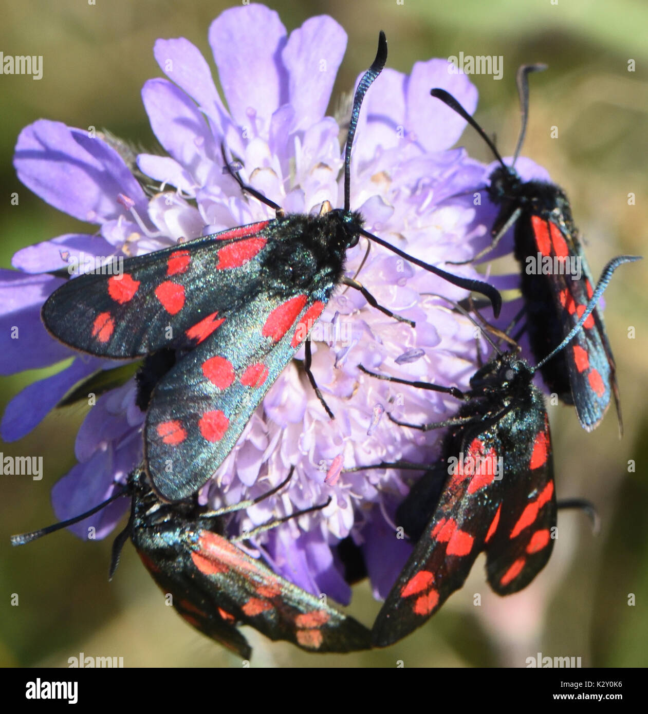 Day flying moths hi-res stock photography and images - Alamy