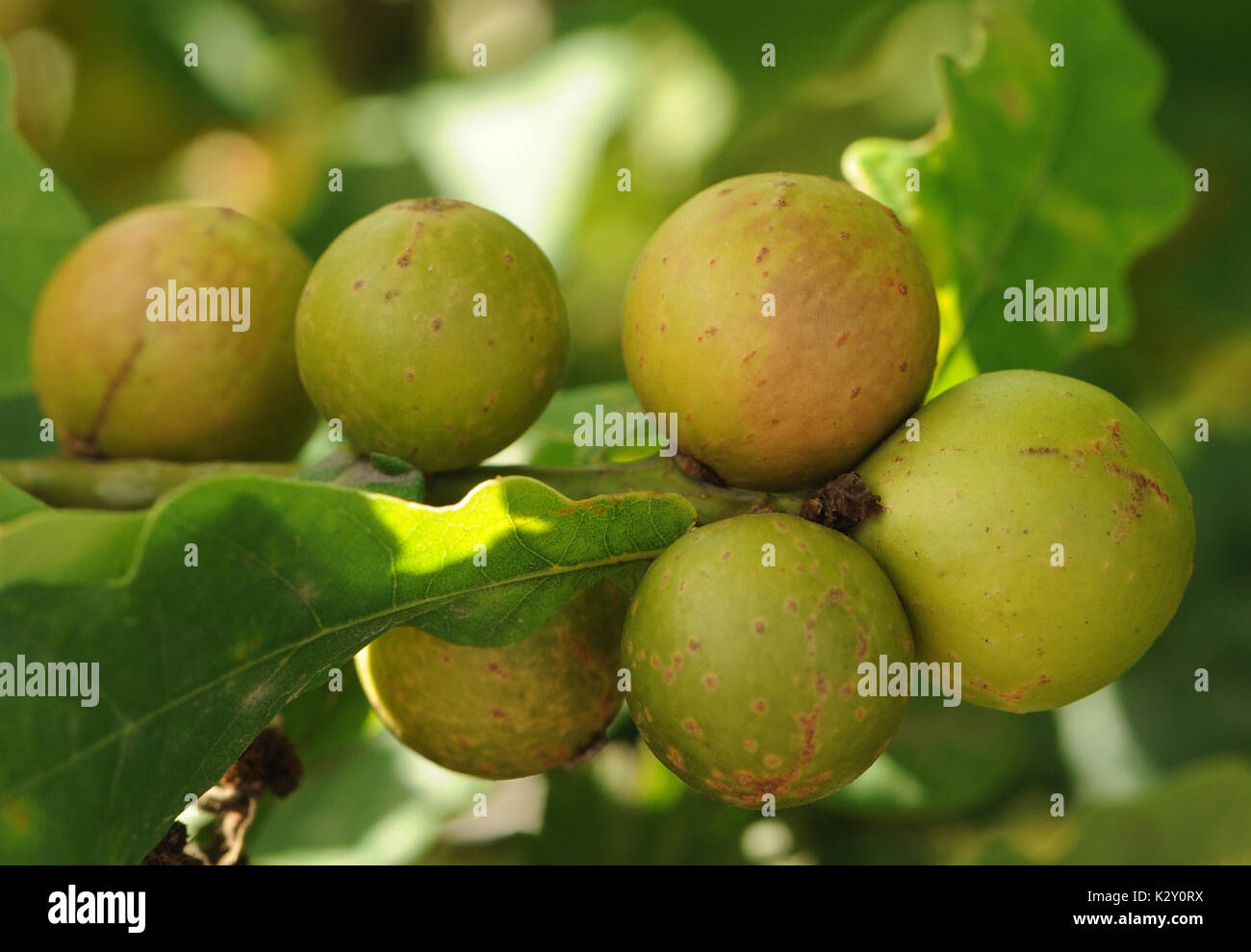 Oak galls hi-res stock photography and images - Alamy