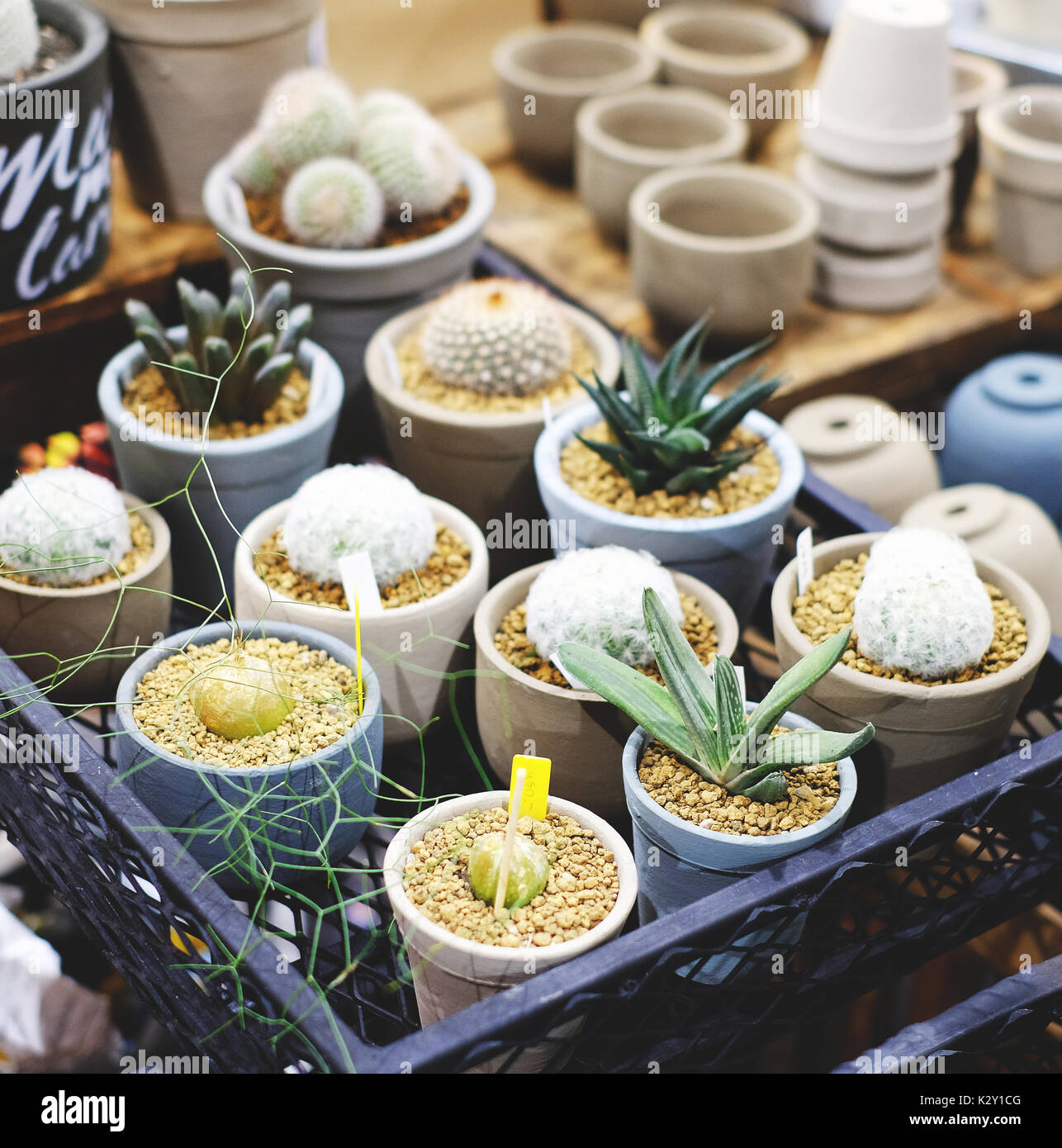 many cactus on pot for nature garden fair Stock Photo - Alamy