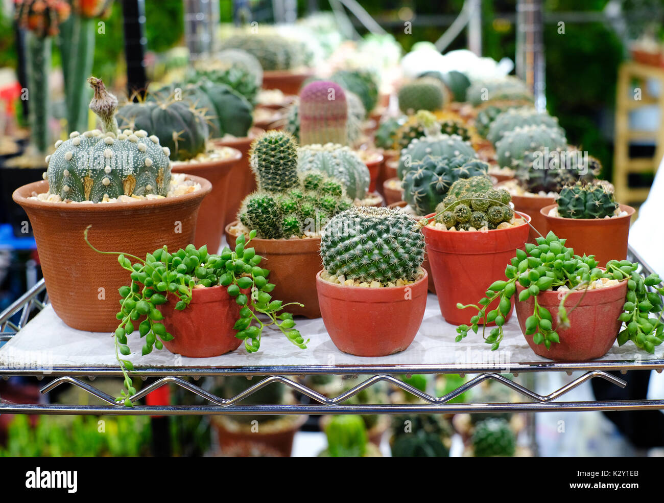 many cactus on pot for nature garden fair Stock Photo - Alamy