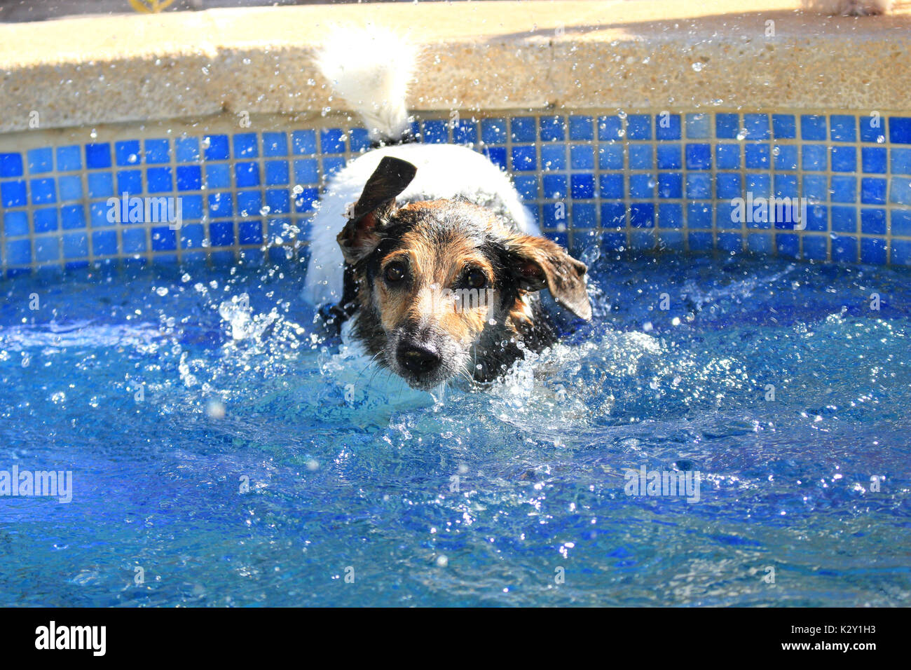 jack russell splashes at the steps of a swimming pool Stock Photo - Alamy