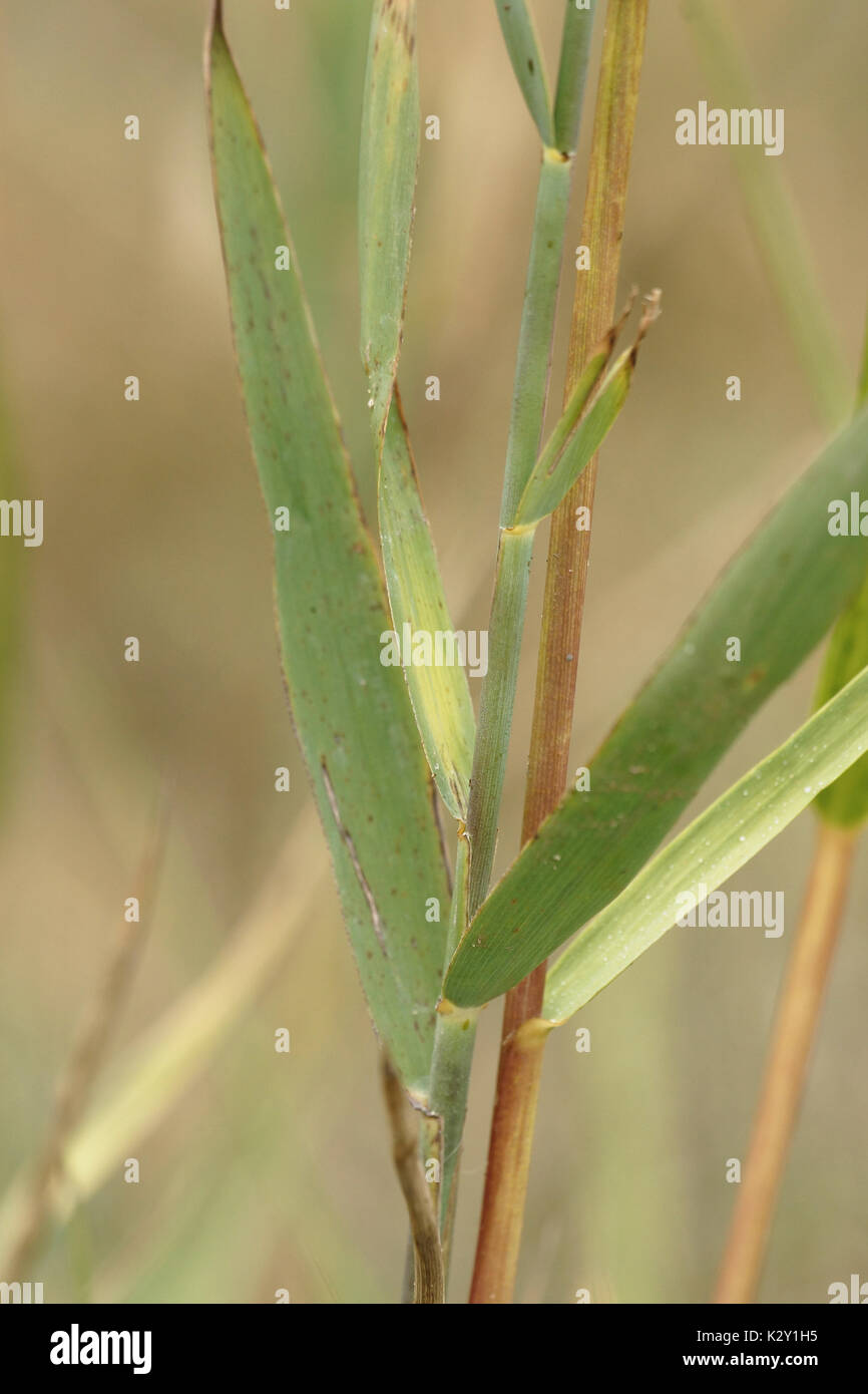 Cord grass hi-res stock photography and images - Alamy