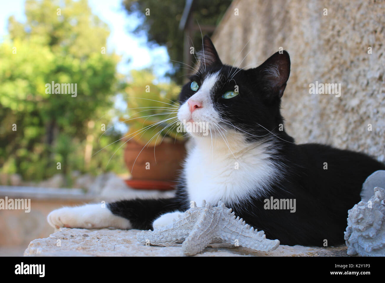 domestic cat, tuxedo, lying next to a plant bucket Stock Photo - Alamy