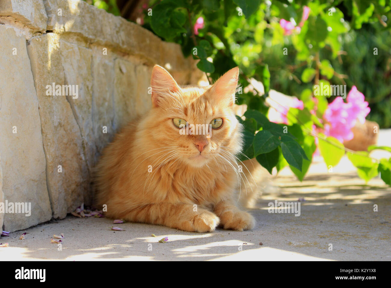 Ginger cat outside hi-res stock photography and images - Alamy