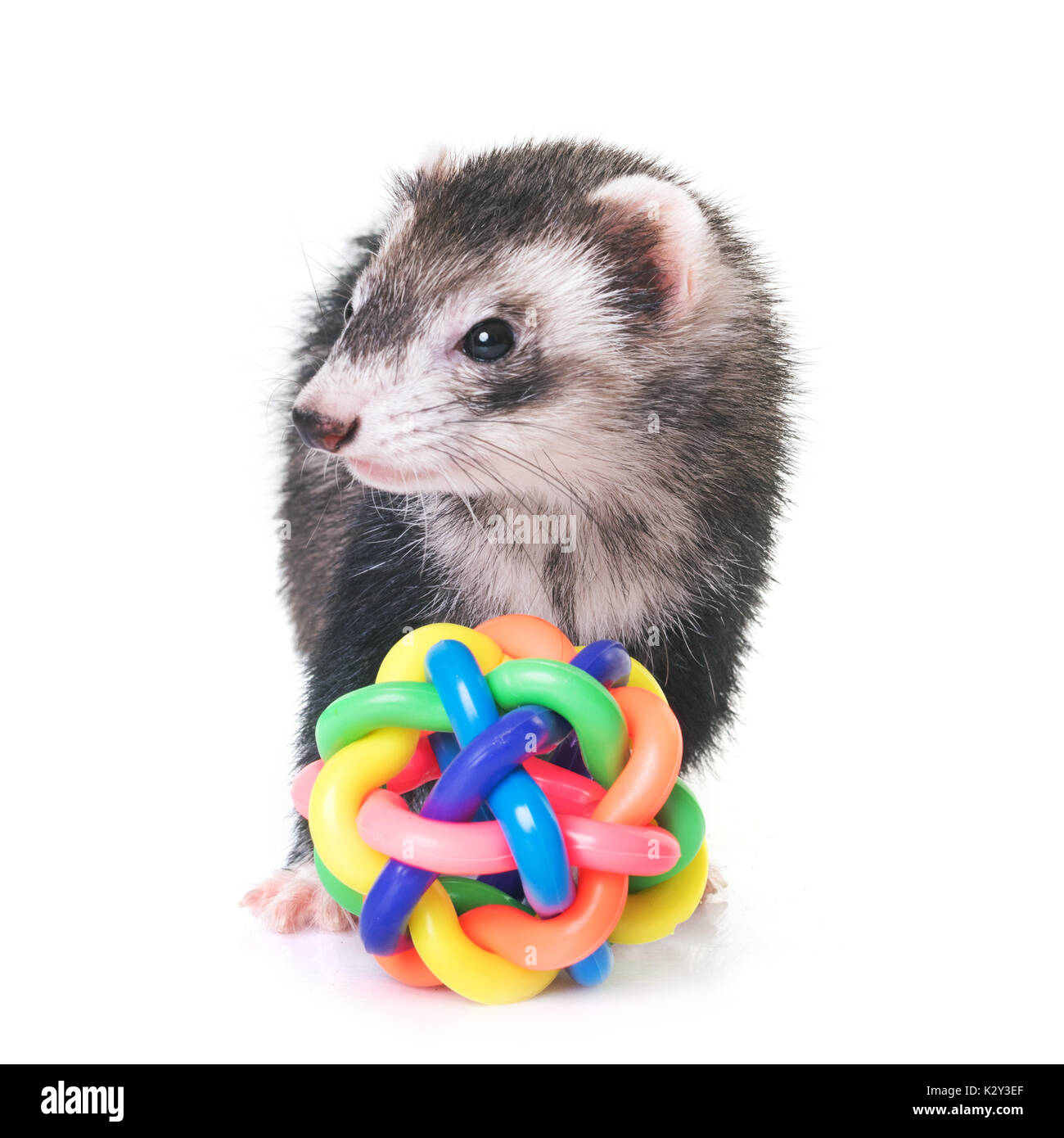 female ferret in front of white background Stock Photo - Alamy