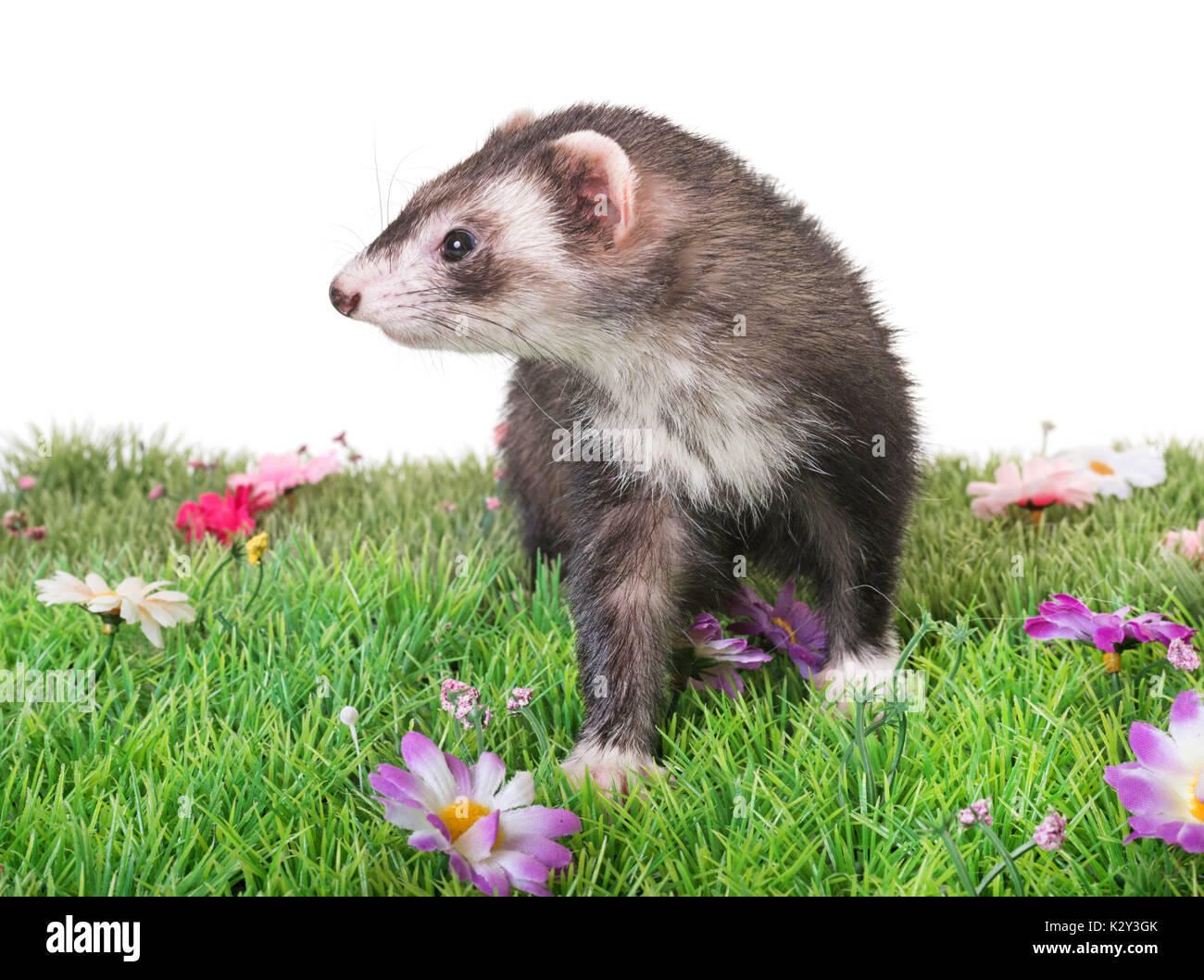 female ferret in front of white background Stock Photo - Alamy