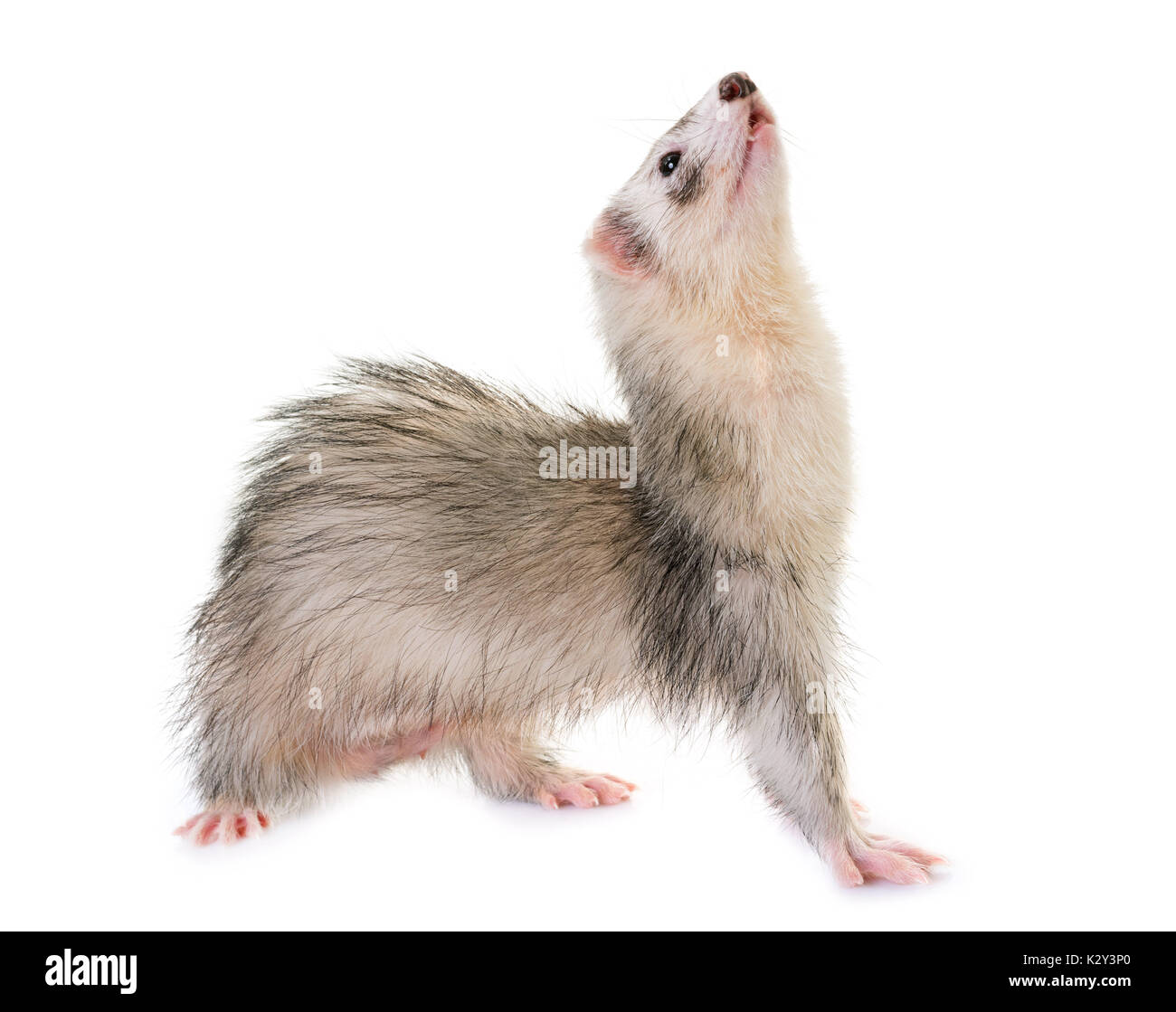 female ferret in front of white background Stock Photo - Alamy