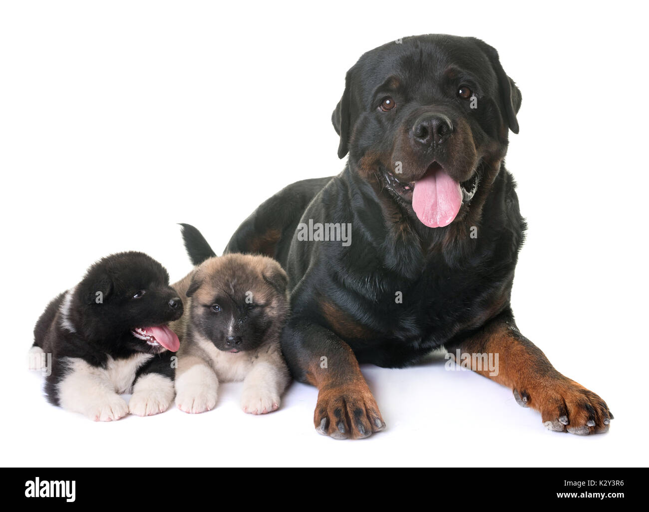 puppies american akita and rottweiler in front of white background ...