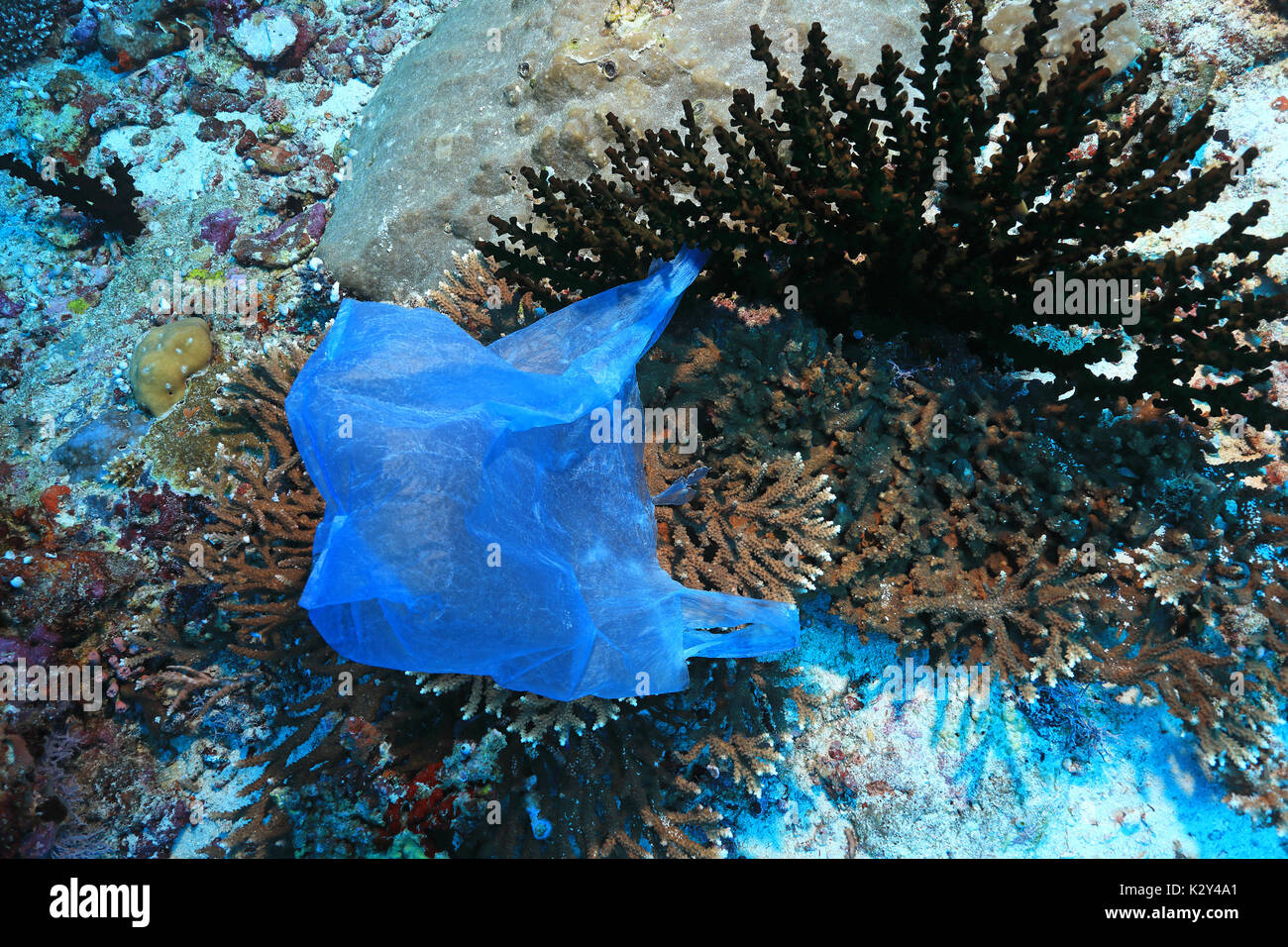 Rubbish in the ocean, diving hi-res stock photography and images - Alamy
