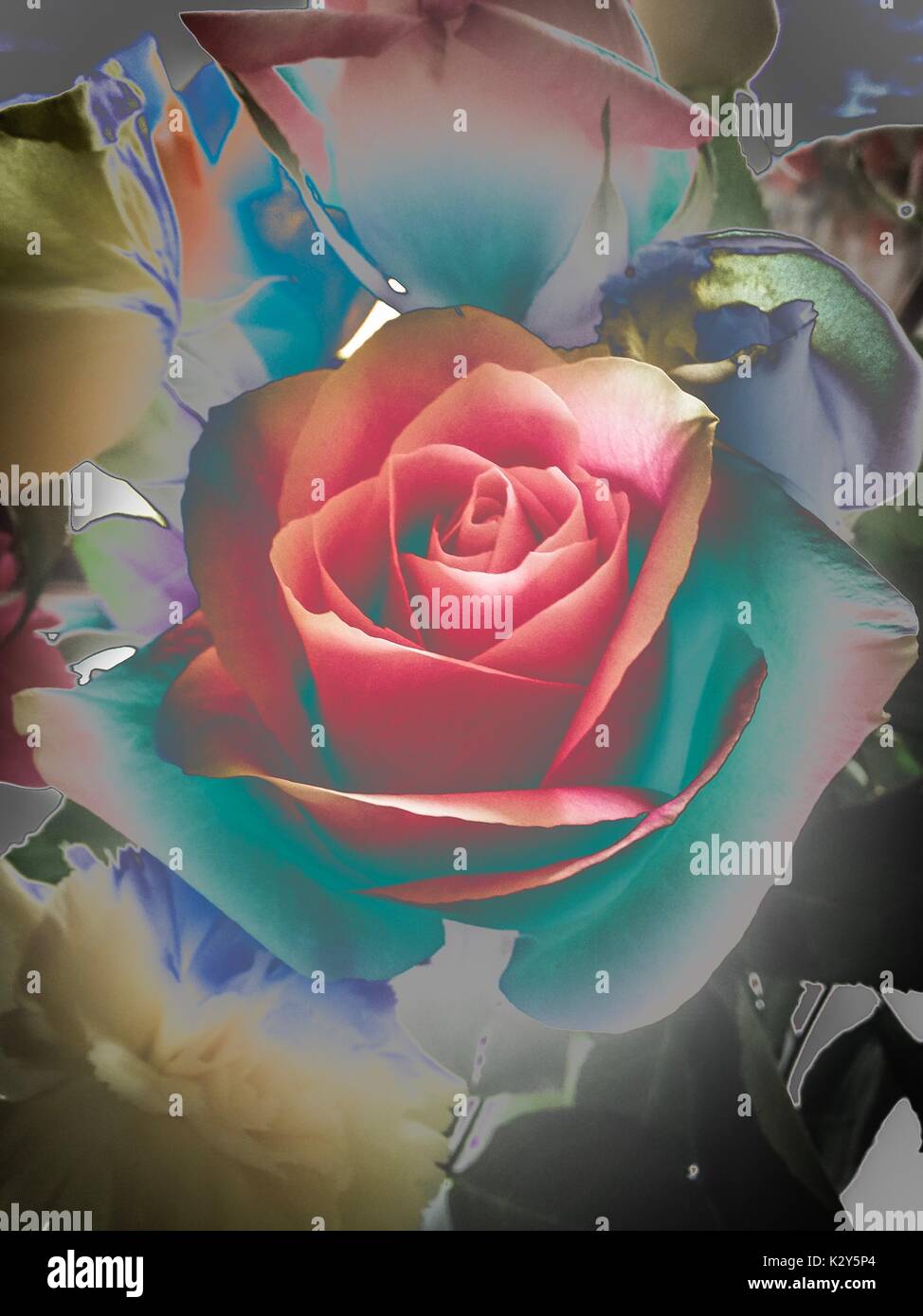 Abstract roses hi-res stock photography and images - Alamy