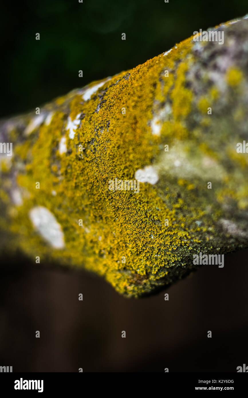 Yellow moss hi-res stock photography and images - Alamy