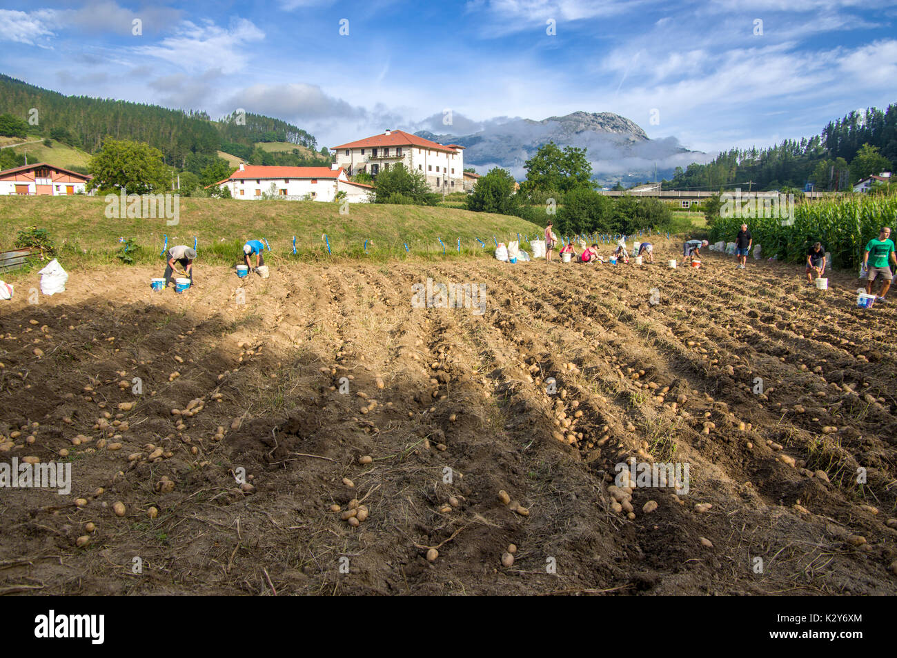 Farmes in Potato growing field, Agricultural fields, Urrestilla, Basque ...
