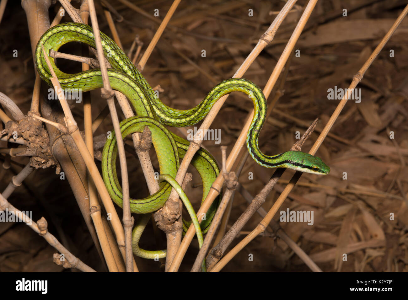Pacific Coast Parrotsnake (Leptophis diplotropis) from Sonora, México ...
