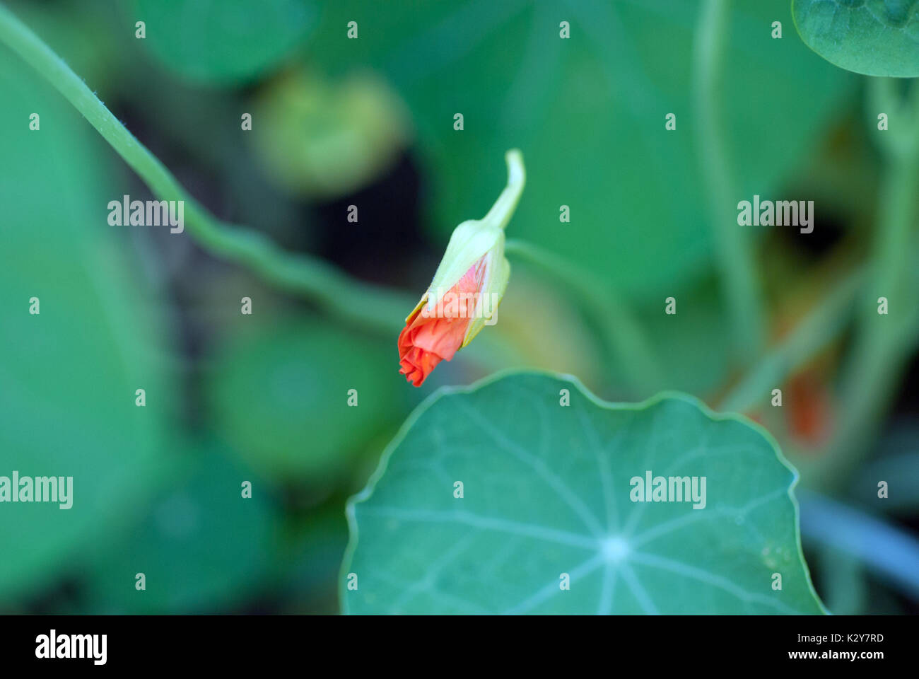 Tiny red bud Stock Photo - Alamy