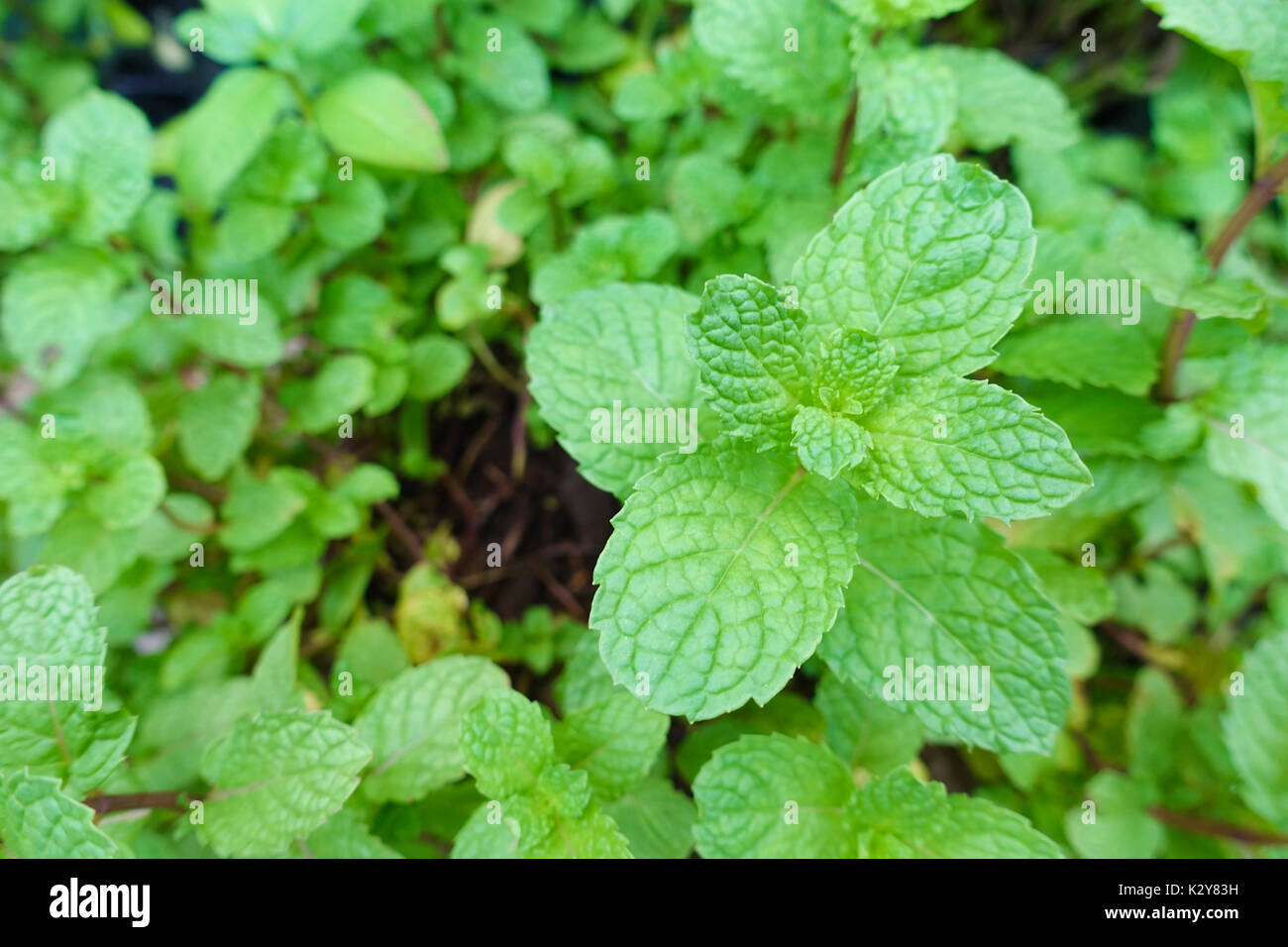 mint plant grown at vegetable garden - closeup Stock Photo - Alamy
