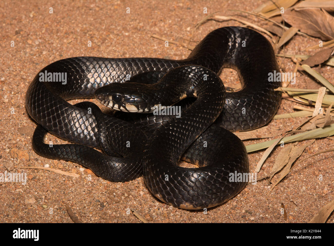 Indigo snake hi-res stock photography and images - Alamy