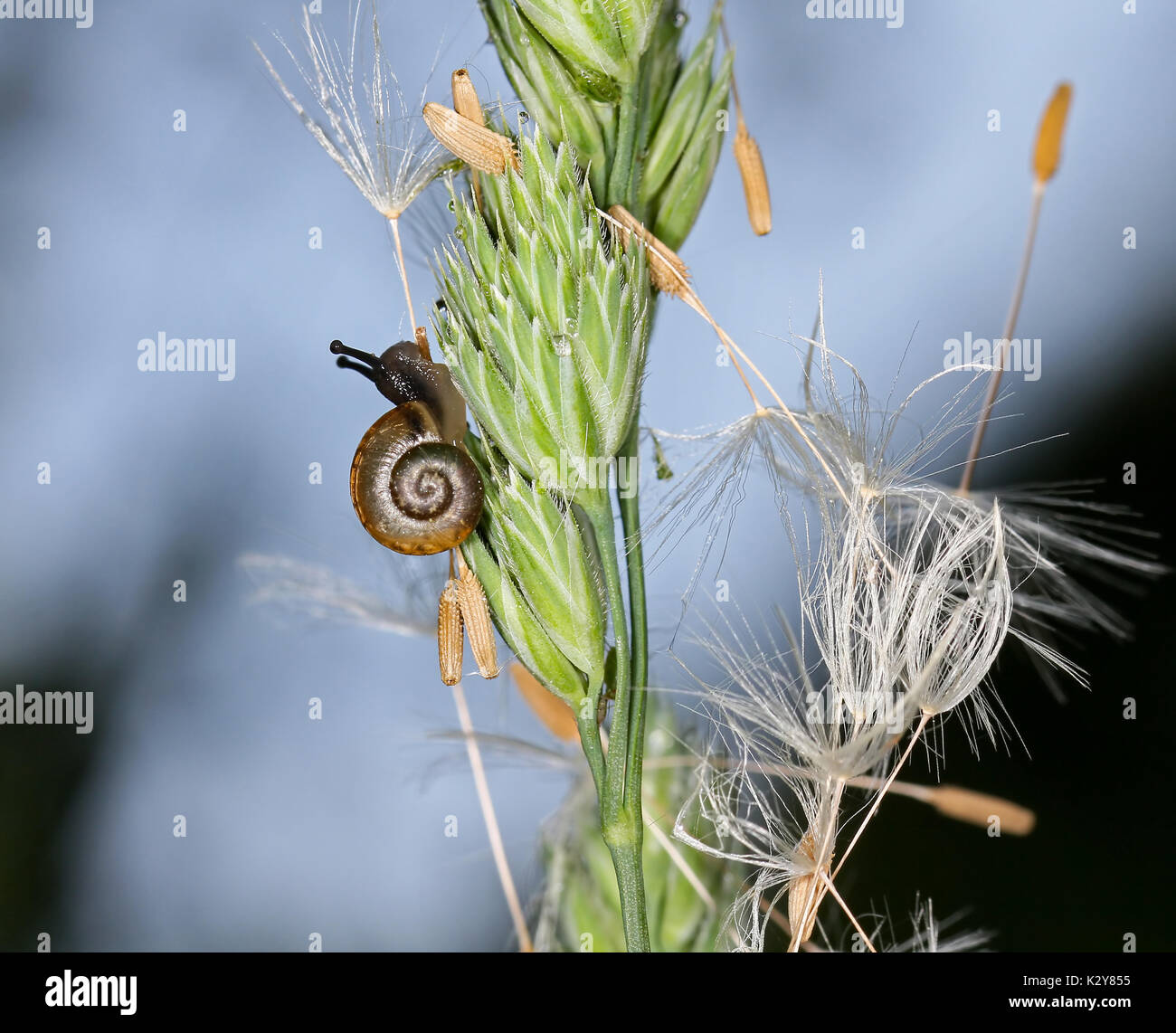 Mollusk snail hi-res stock photography and images - Alamy