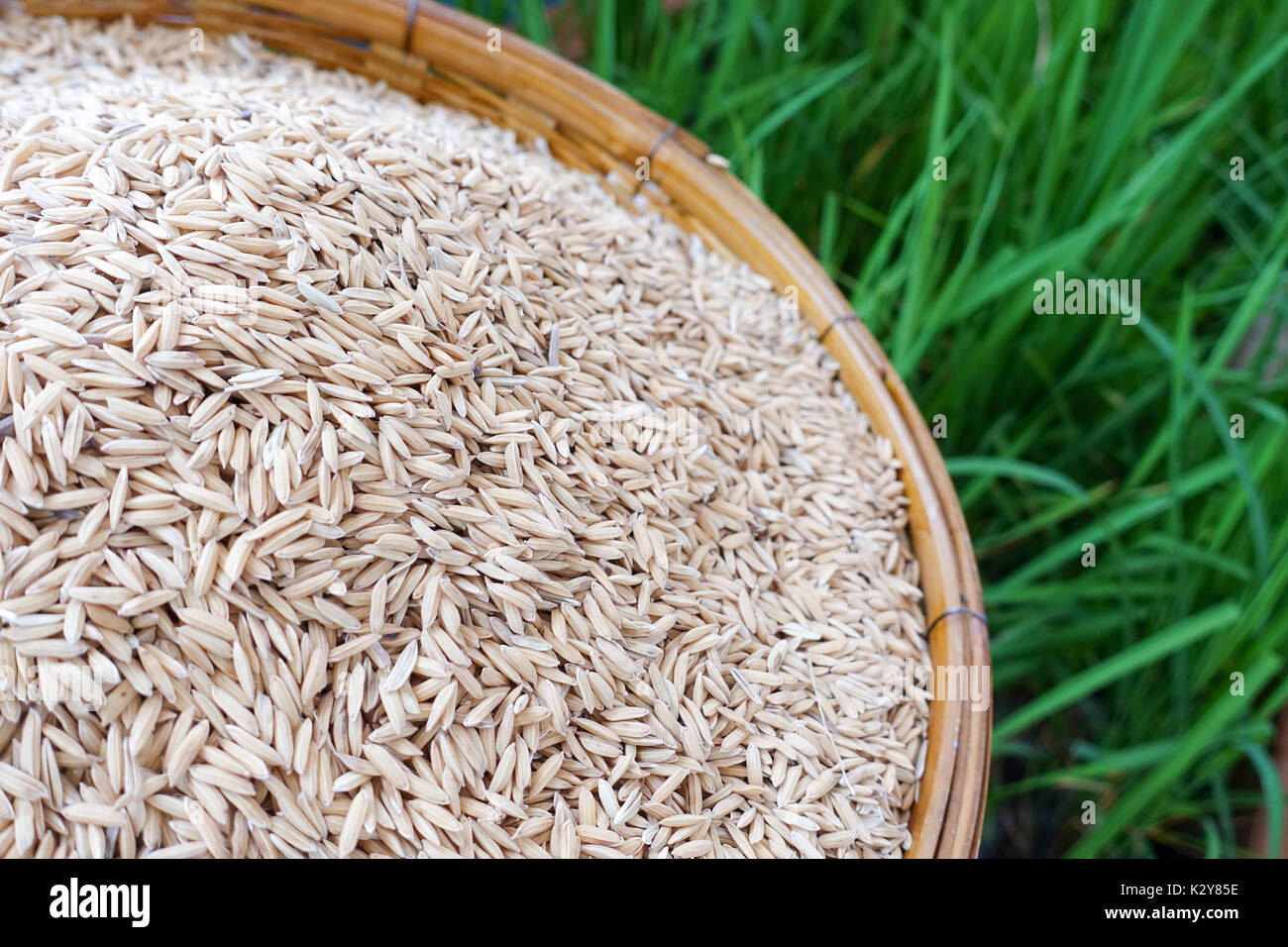 paddy rice in basket with blurred rice plant background - closeup Stock ...