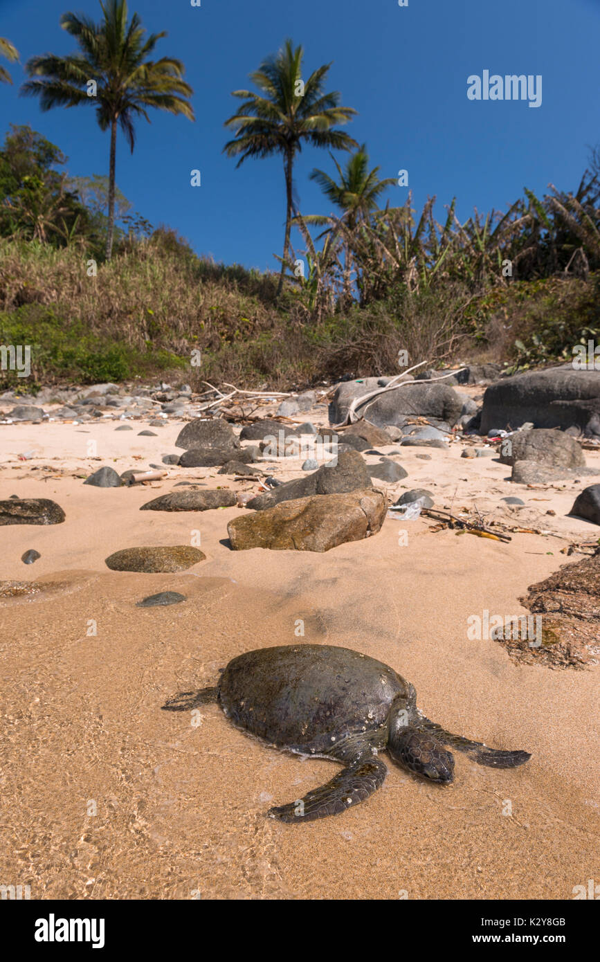 A dead sea turtle washes up on a beach at Ilhabela, São Paulo, Brazil ...