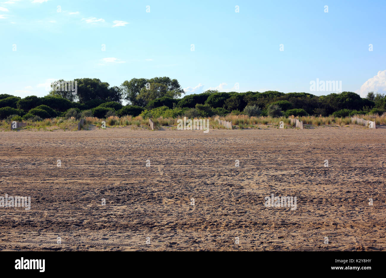 Typical Mediterranean vegetation with sand and shrubs called ...