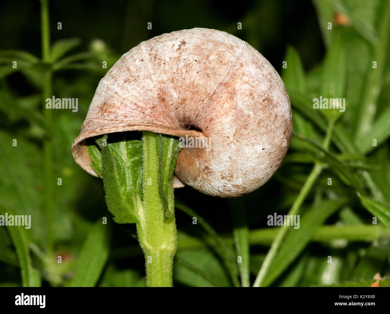 Empty snail shell hi-res stock photography and images - Alamy