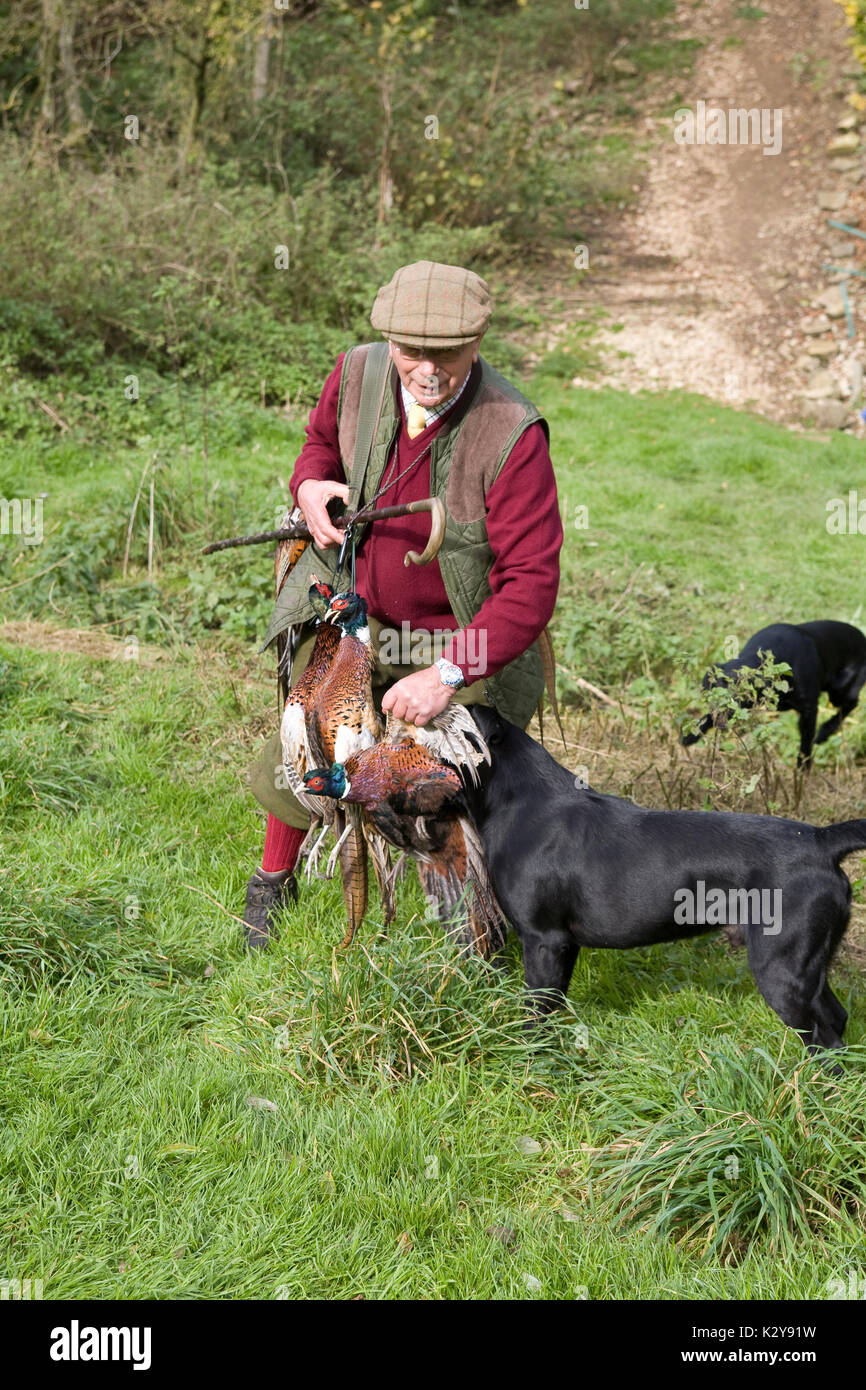 Picker up with Black Labrador retrieving Pheasants Stock Photo - Alamy