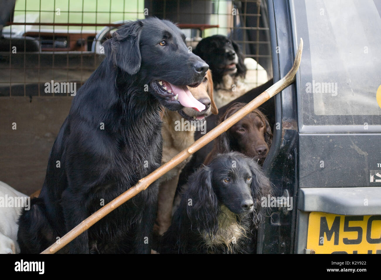 Gun Dogs in Four Wheel Drive Stock Photo - Alamy
