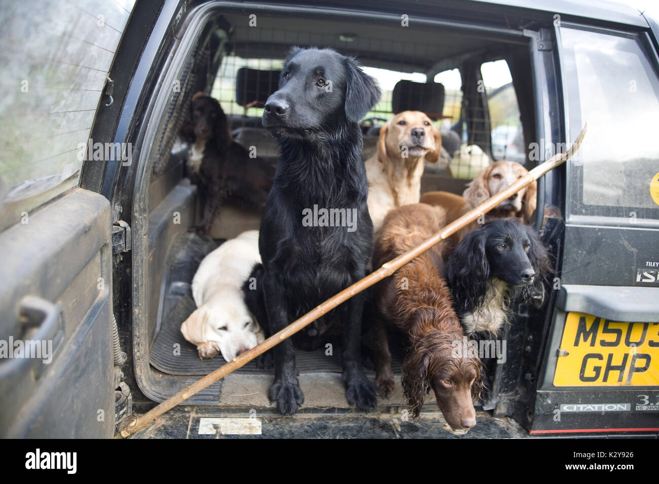 Gun Dogs in Four Wheel Drive Stock Photo - Alamy