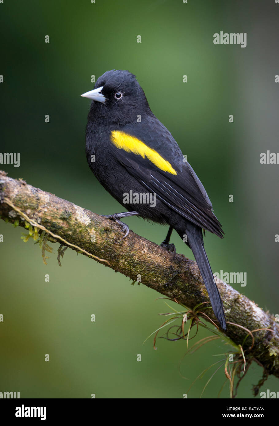 Tecelao hi-res stock photography and images - Alamy