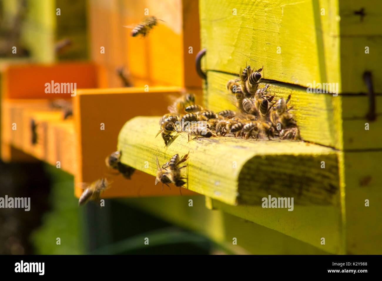 Bees in yellow bee hive on a sunny day Stock Photo - Alamy
