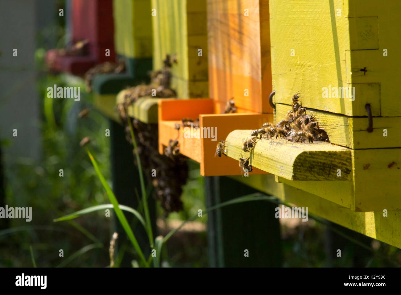 Bees in yellow bee hive on a sunny day Stock Photo - Alamy