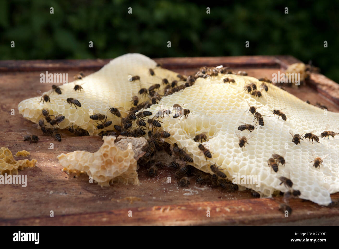 Old fashioned bees hi-res stock photography and images - Alamy