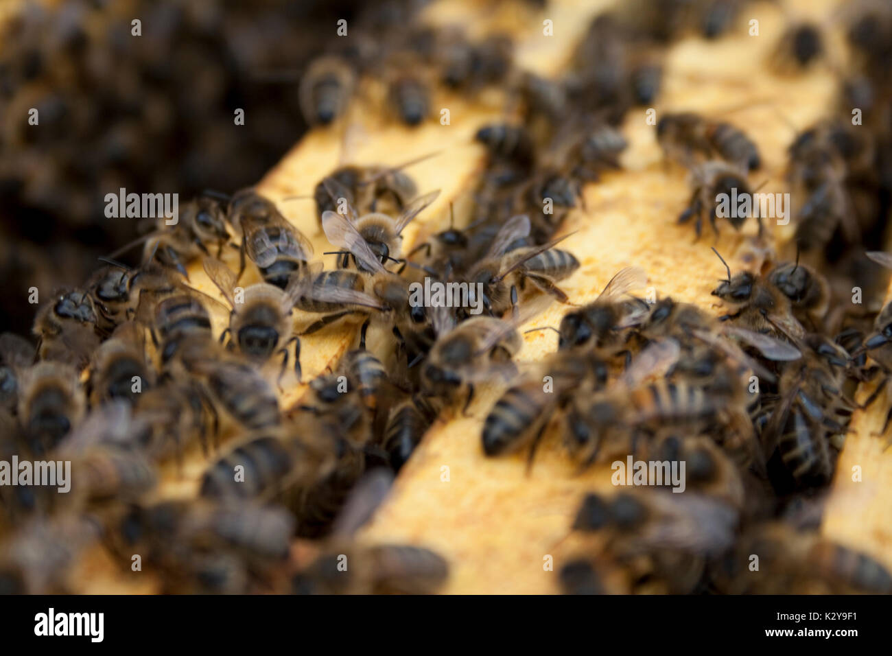 Beehive bees old fashioned hi-res stock photography and images - Alamy