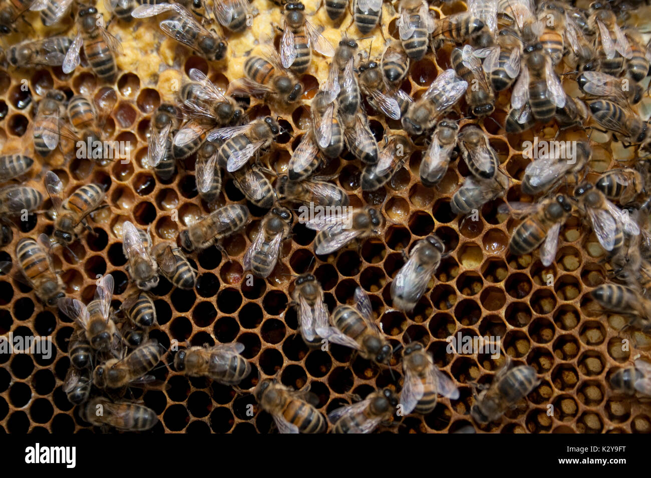 Beehive bees old fashioned hi-res stock photography and images - Alamy