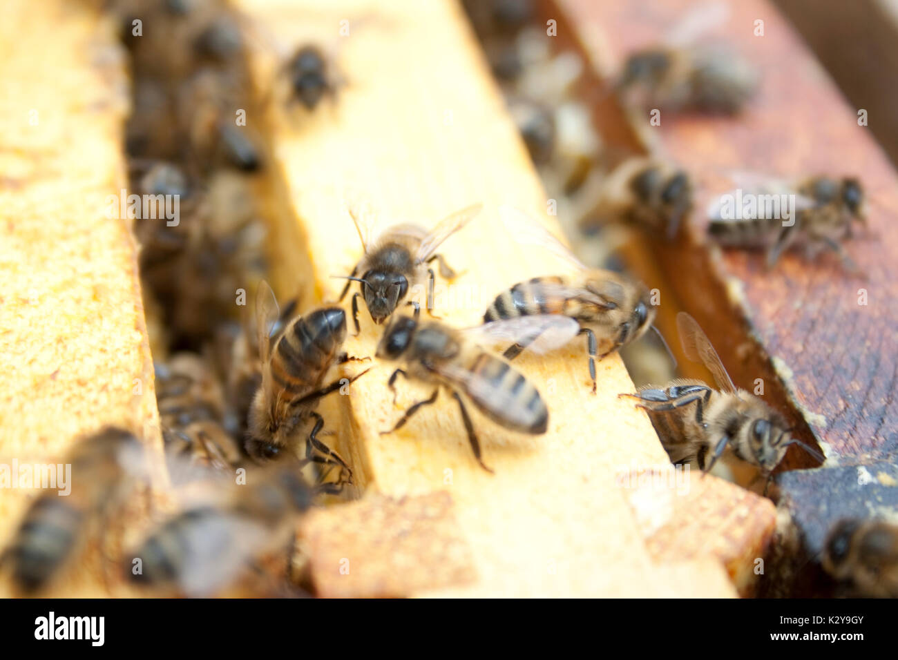 Beehive bees old fashioned hi-res stock photography and images - Alamy