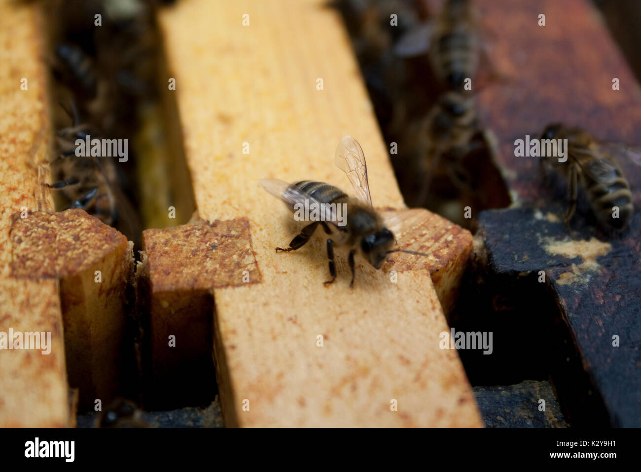 Beehive bees old fashioned hi-res stock photography and images - Alamy