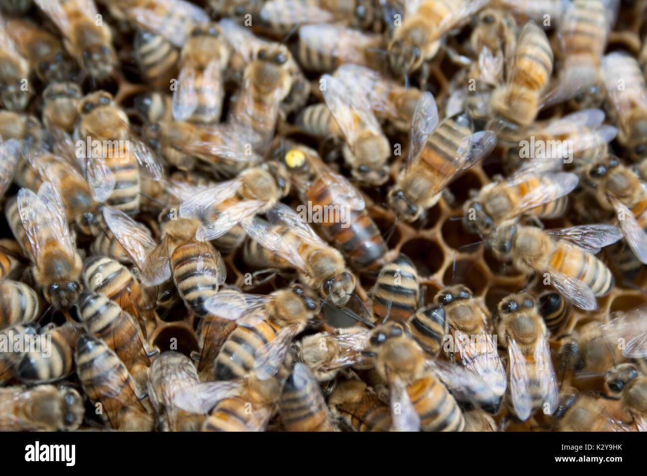 Old fashioned bee hive hi-res stock photography and images - Alamy