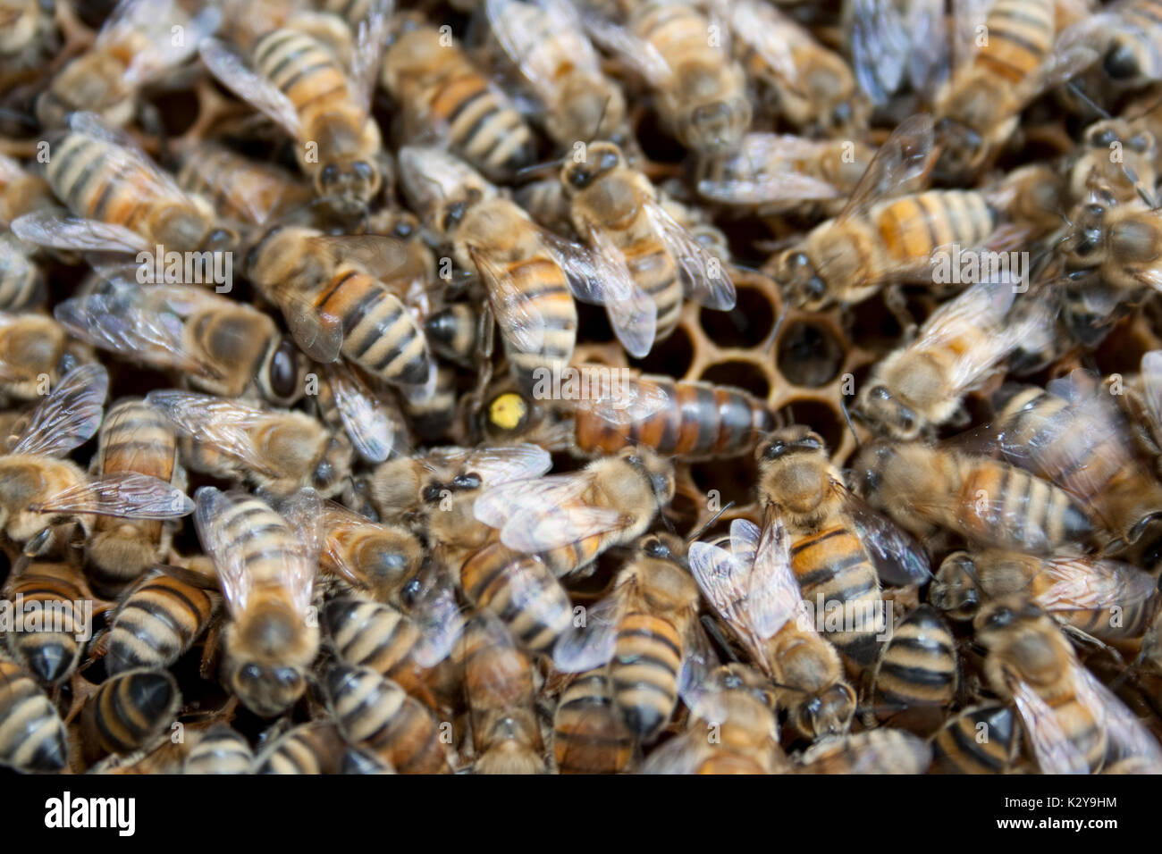 Old fashioned bees hi-res stock photography and images - Alamy