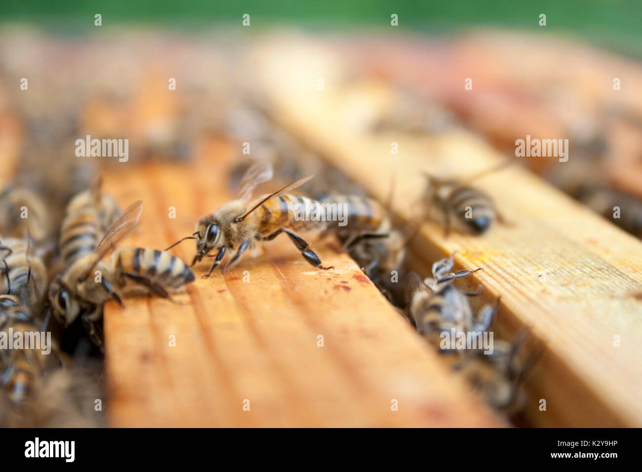 Old fashioned bees hi-res stock photography and images - Alamy