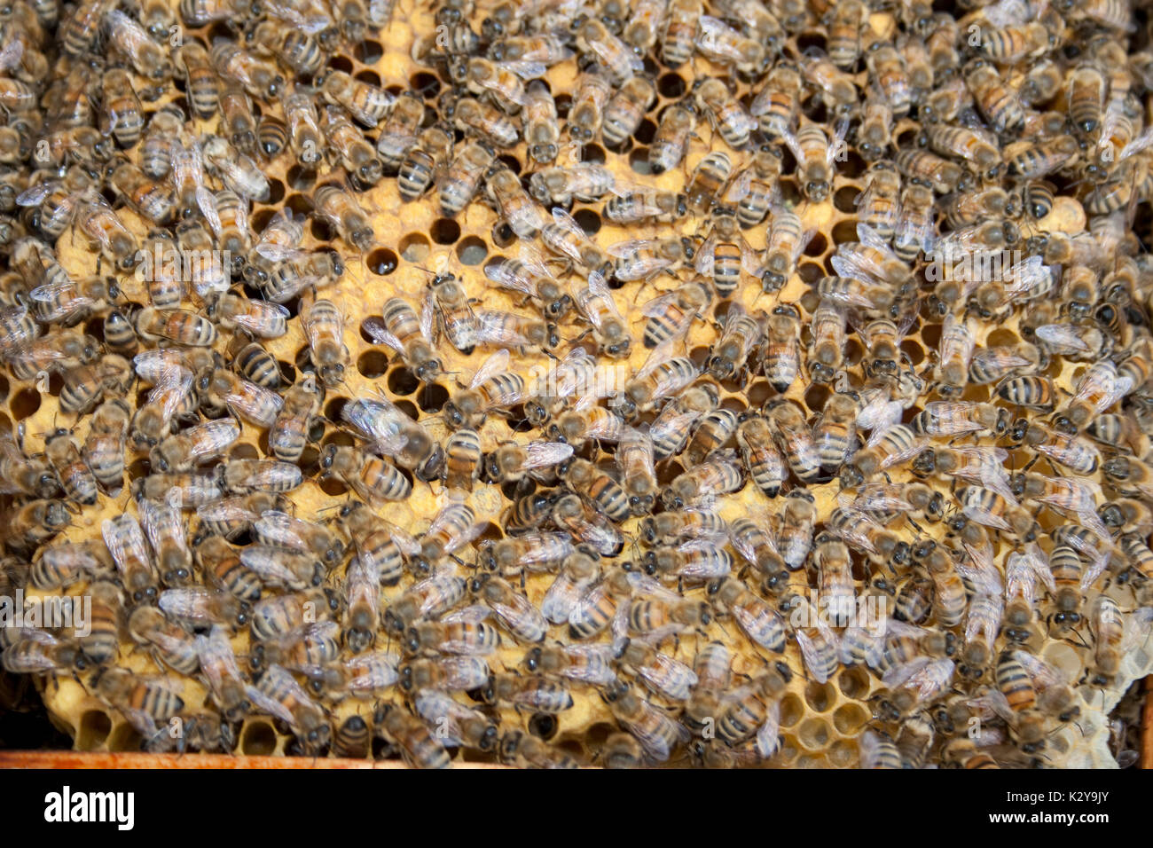Beehive bees old fashioned hi-res stock photography and images - Alamy
