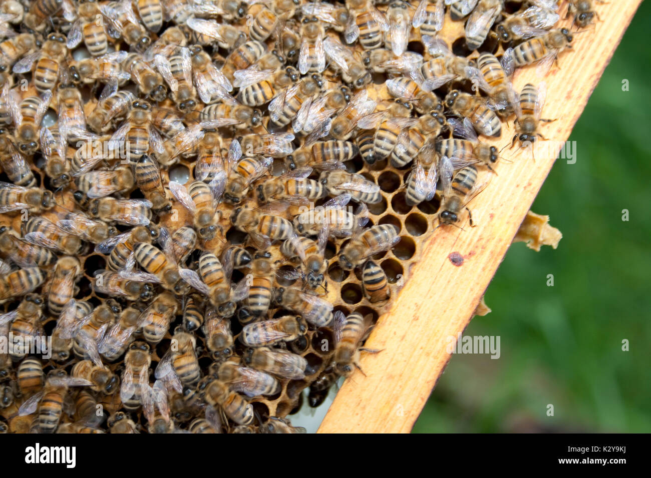 Beehive bees old fashioned hi-res stock photography and images - Alamy
