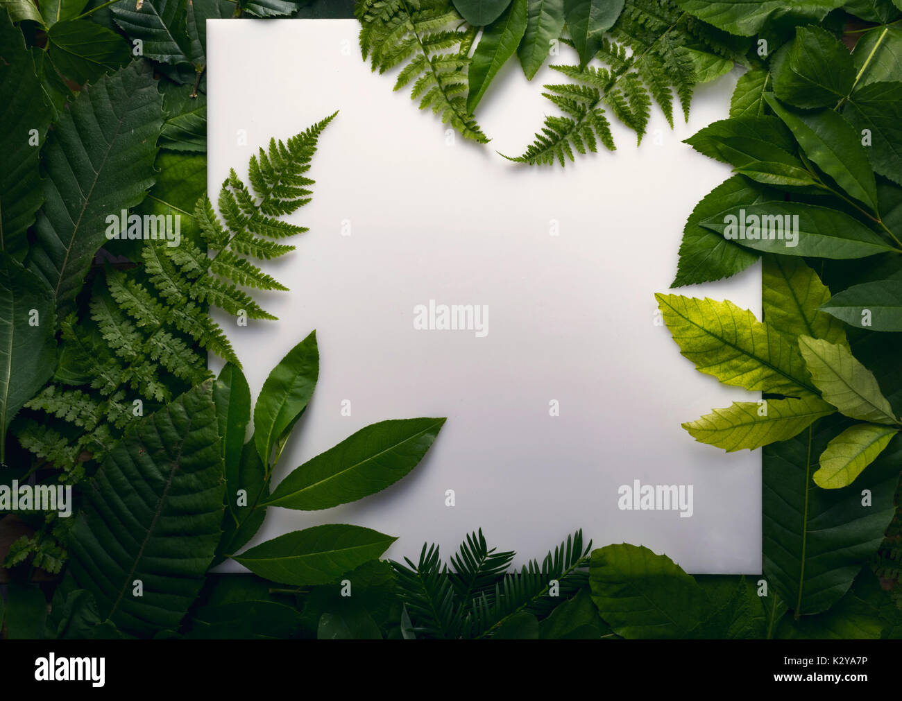 Creative layout foliage leaves with paper card note. top view. Nature ...