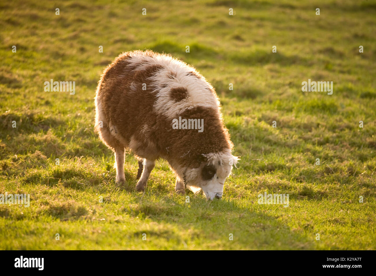 Jacob Sheep Autumn Stock Photo - Alamy