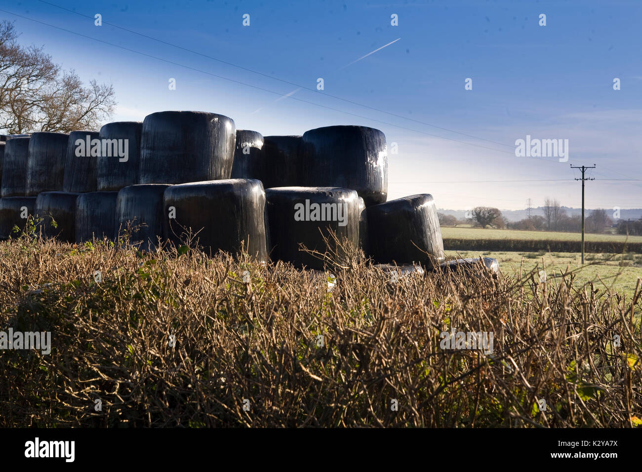 Bales of Sileage/Haylage, Wrapped Stock Photo - Alamy