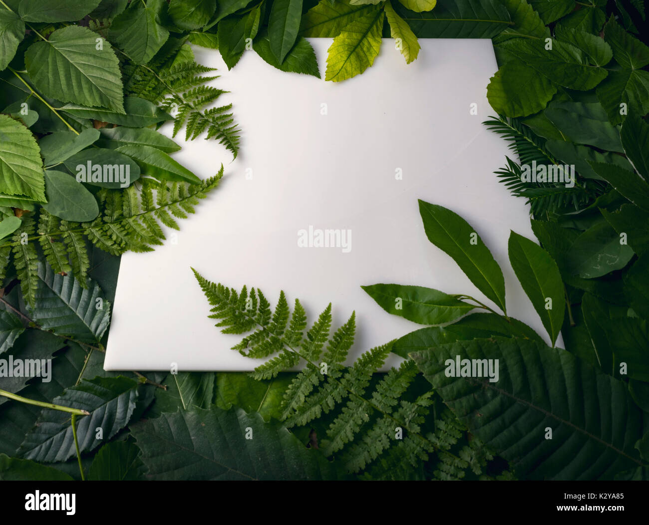 Creative layout foliage leaves with paper card note. top view. Nature ...