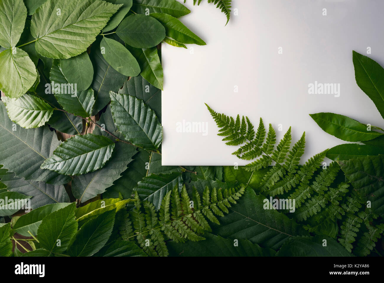 Creative layout foliage forest leaves with paper card note. top view ...