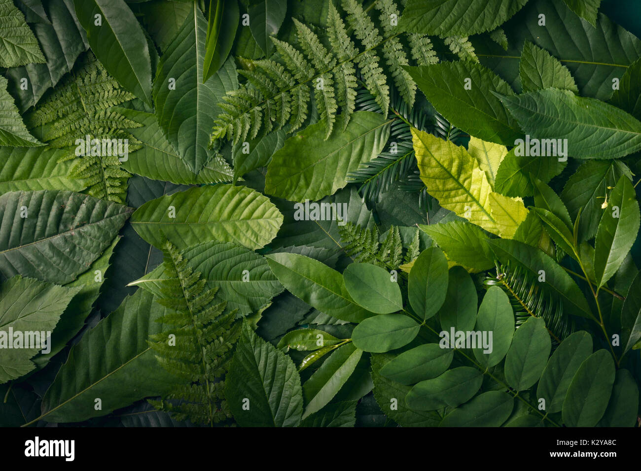 Creative layout foliage forest wild leaves. top view. Nature concept ...
